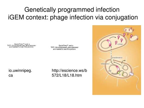 Ppt Lambda Phage Killing Infection And Parts” Powerpoint Presentation Id4440920