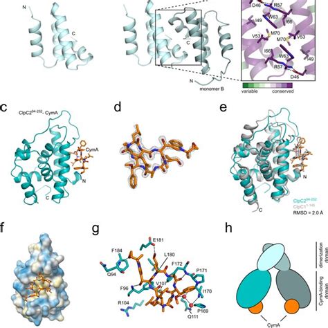 Crystal Structure Of The Clpc2 N Terminal Domain And Of The Clpc2 Download Scientific Diagram