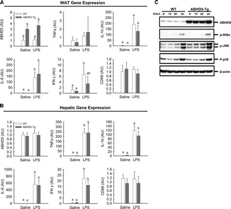 Adipose Selective Overexpression Of Abhd5 Cgi 58 Does Not Increase