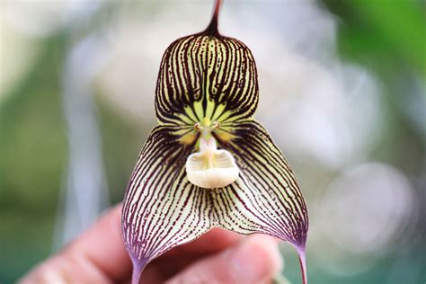 Orquídea Drácula Mono Más De 1000 Plantas Y Flores Del Mundo