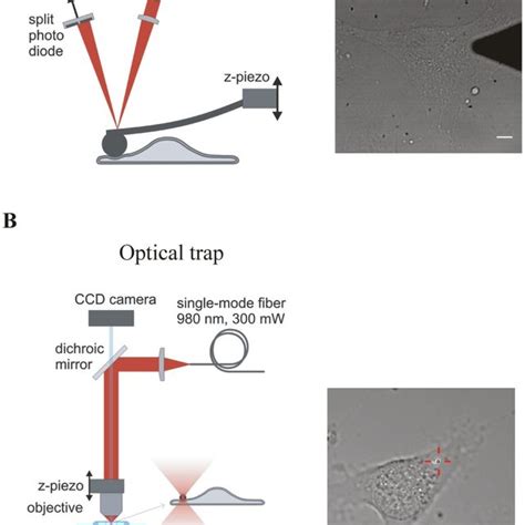 A Cell Indentation Measured With Afm The Force Was Limited To 140 Pn Download Scientific