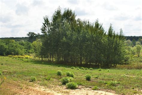trees meadow landscape free photo on pixabay pixabay