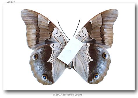 Prepona Deiphile Lambertoana Pinned Specimens