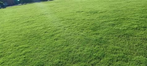 Role Natural Lawn Grass For Garden 5 Feet At Rs 35sq Ft Lawn