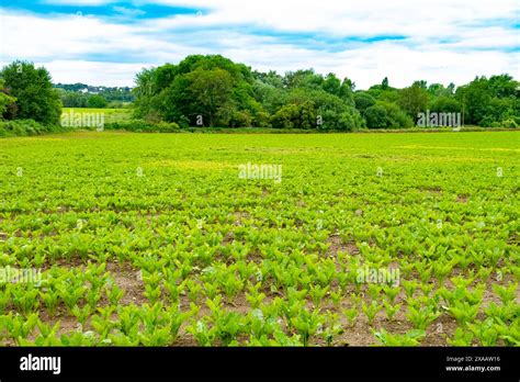 Picturesque Landscape Sugar Beet Fields Stretching Towards Horizon