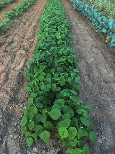 Double Row Planting On Drip Irrigation Maximize Garden Space