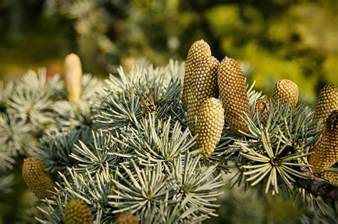 Pine Pollen Guide Benefits Different Types Dosage And More Biomedj