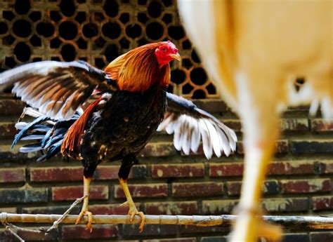 Fast Food Fight Popeyes And Chick Fil A Play Chicken In Twitter Beef