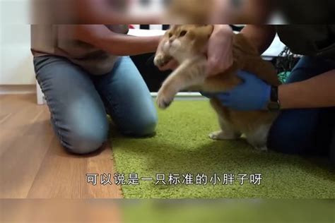 主人为给猫咪减肥，竟想出了一个绝招，网友：太会玩了绝招减肥太会