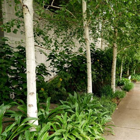 Types Of Betula Trees