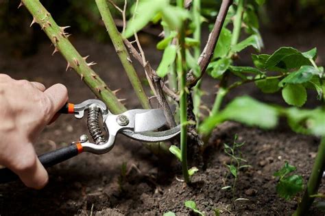 Vegetation Pruning And Cutting Sis Group India