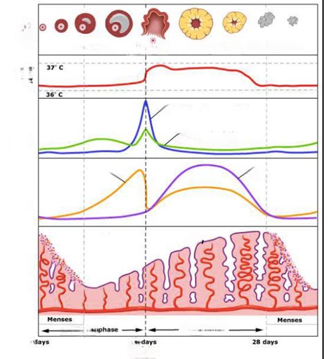 Female Cycles Diagram Quizlet