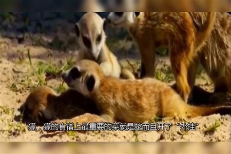 不可思议毒蛇最大的克星不是蜜獾岩鹰和蛇蠓谁才是食蛇狂魔 岩鹰 克星 毒蛇