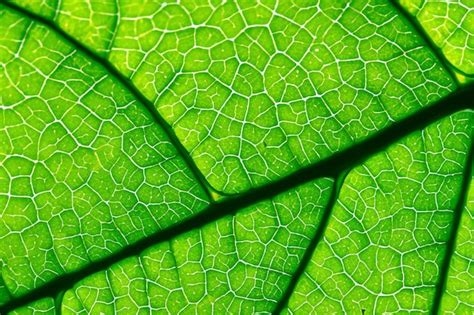 Premium Photo Beautiful Leaf Background Nature S Delight In Visual