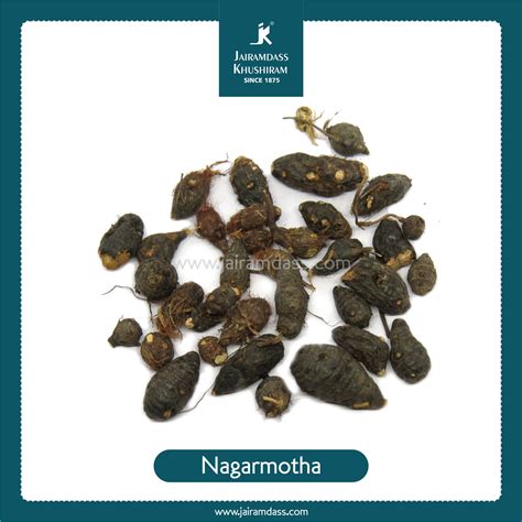 Nut Grass Root Cyperus Rotundus Herbs Jk Botanicals