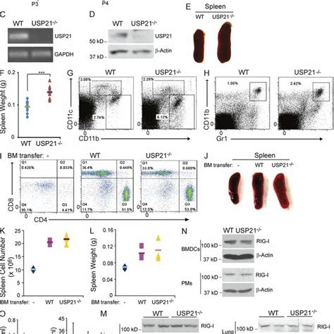Generation Of Usp21 Knockout Mice A Generation Of Usp21 Conditional Download Scientific