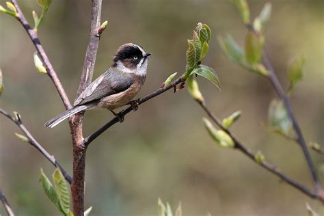 Black Browed Tit Burmese Ebird