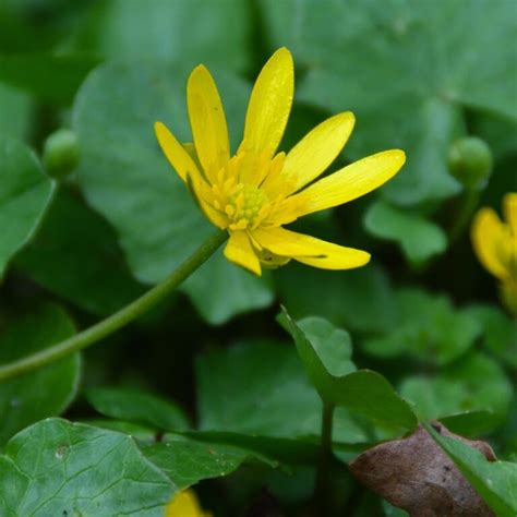 Żbik W Polsce Powrót Dzikiego Kota