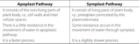Solved Differentiate Between Apoplast And Symplast Pathways Of Water Mo