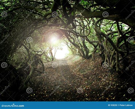 Tree Tunnel Stock Photo Image Of Tunnel Autumn Path Trees 93828