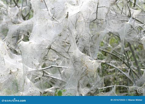 Caterpillars And Nesting Webs Of Ermine Moths Completely Envelop A