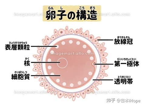 为什么提前备孕是三个月而不是一年 知乎