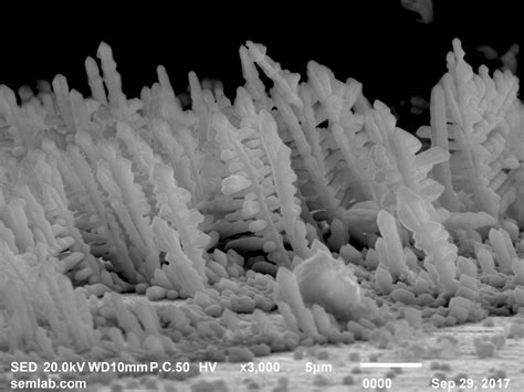 Pb Dendrites Sem Lab Inc