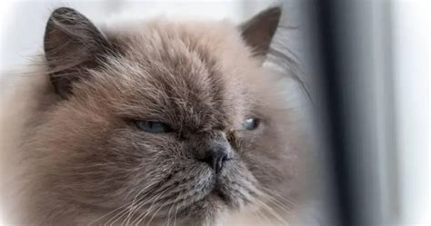 The Grumpy Cat Breeds Top 20 Fascinating Facts