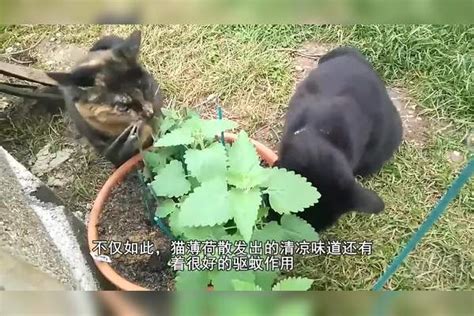男子在家门口种植猫薄荷驱蚊，第二天早上出门一看，怀疑人生了