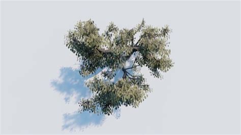 Tree Top View Plant Landscape Architecture Nature Garden Aerial Render Trees Branch Isolate