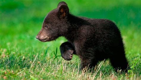 Sacrifican A Oso Bebé Por Ser Demasiado Amigable 🐻😭 Chismes Today