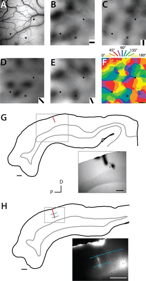 Figure 1 From Orientation Tuning Of The Suppressive Extraclassical Surround Depends On Intrinsic