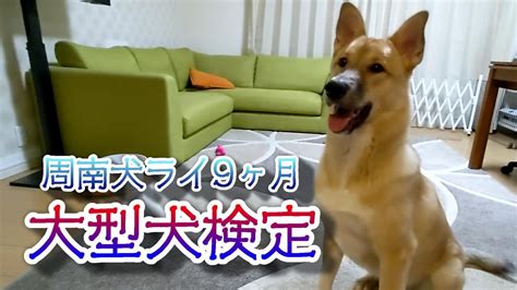 周南の野犬の子ライちゃんが9ヶ月になったので大型犬になれたか検証します YouTube