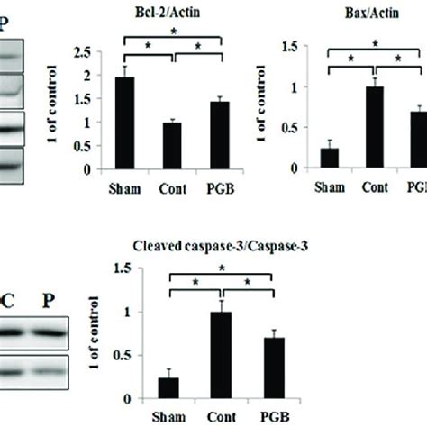 Pregabalin Treatment Favorably Modulated Expressions Of Download Scientific Diagram