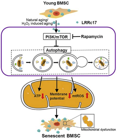 Lrrc17 Controls Bmsc Senescence Via Mitophagy And Inhibits The