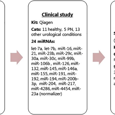 Flow Diagram Of The Study Set‐up And Mirnas Tested In The Different
