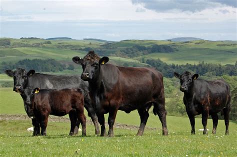Breeding Efficient Suckler Cows Chapelton Farm