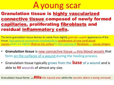 Granulation Tissue Formation