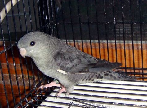 Chopmist Hill Lineolated Parakeet Aka Linnieblue
