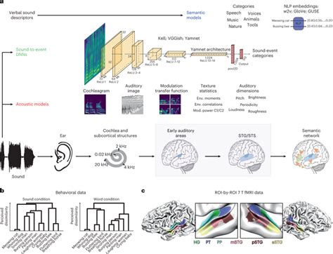 measuring model representations in behavioral and fmri data a