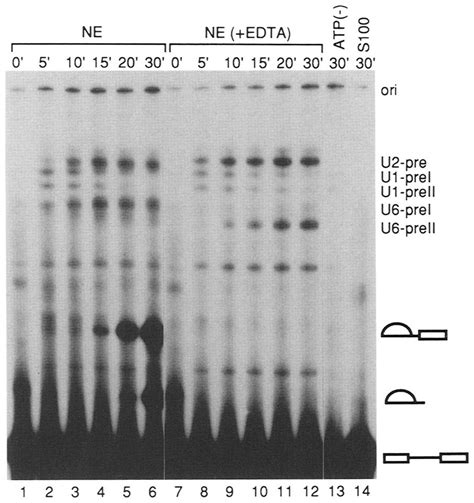 Uv Cross Linking Analyses During The Splicing Reactions P Labeled