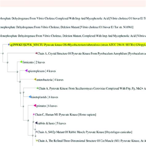 Pair Wise Secondary Structure Alignment Of Pyruvate Kinase Model With