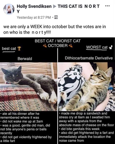 Pin By Katie Moffat On Everything Adorable But Mostly Cats Always