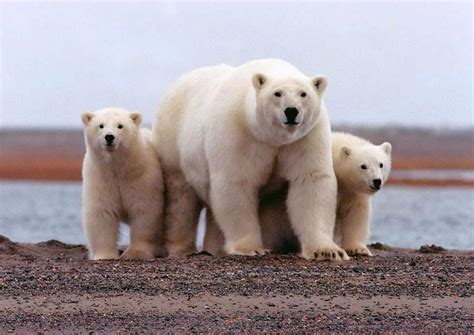 Evolución Del Oso Polar Y Pardo Compleja Como La Humana