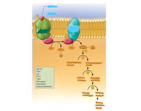 G Protien Second Messenger System Quiz