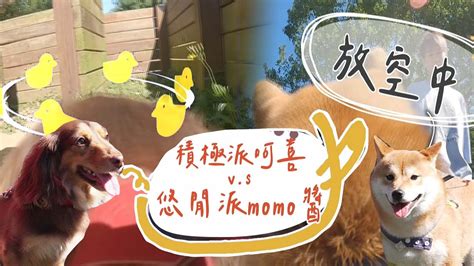 犬明星運動會趴萬！積極派 呵喜 Vs 悠閒派 Momo醬 超萌寵物迷宮視角【 萌寵大冒險 】haveapetday Youtube