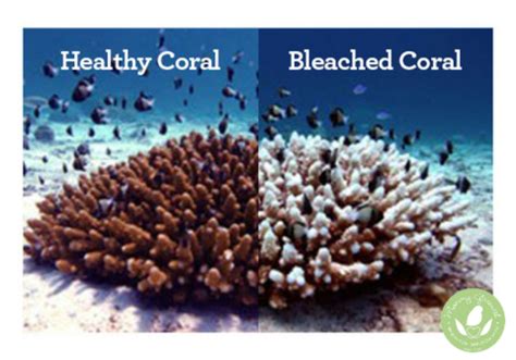 How To Pick A Sunscreen Thats Safe For Coral Reefs And Aquatic Life