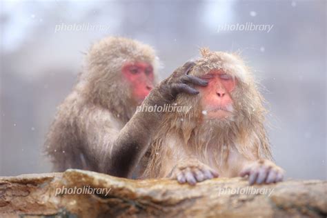 地獄谷野猿公苑 スノーモンキー 写真素材 6329377 フォトライブラリー photolibrary