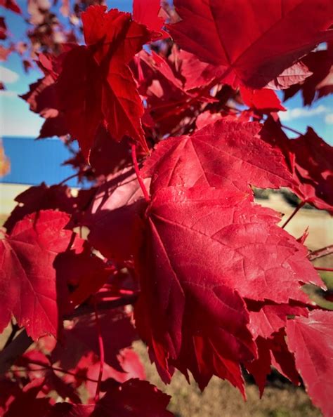 Brandywine Maple Next Generation Landscape Nursery