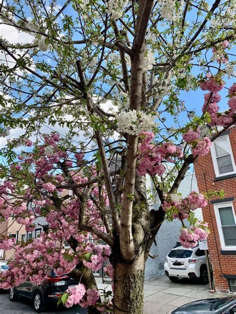 Mutant Cherry Tree Rarborists